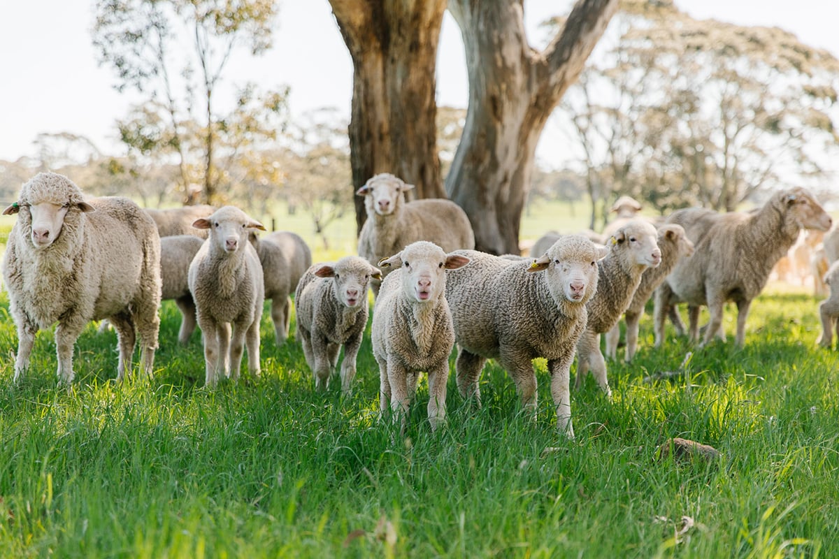 News | Sheep Sustainability