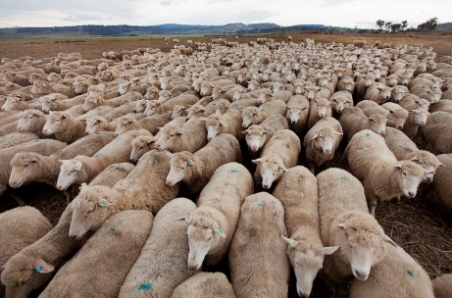 Development begins for SSF Strategic Plan 2025–2030 | Sheep Sustainability